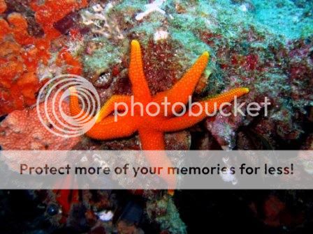 Mosambiek - Ponta Molangane - Sterre en goeters