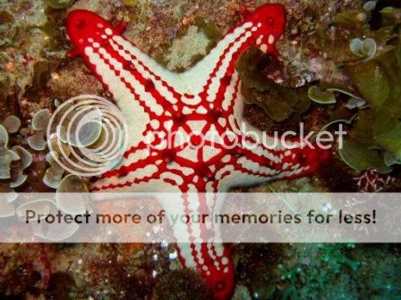 Mosambiek - Ponta Molangane - Sterre en goeters