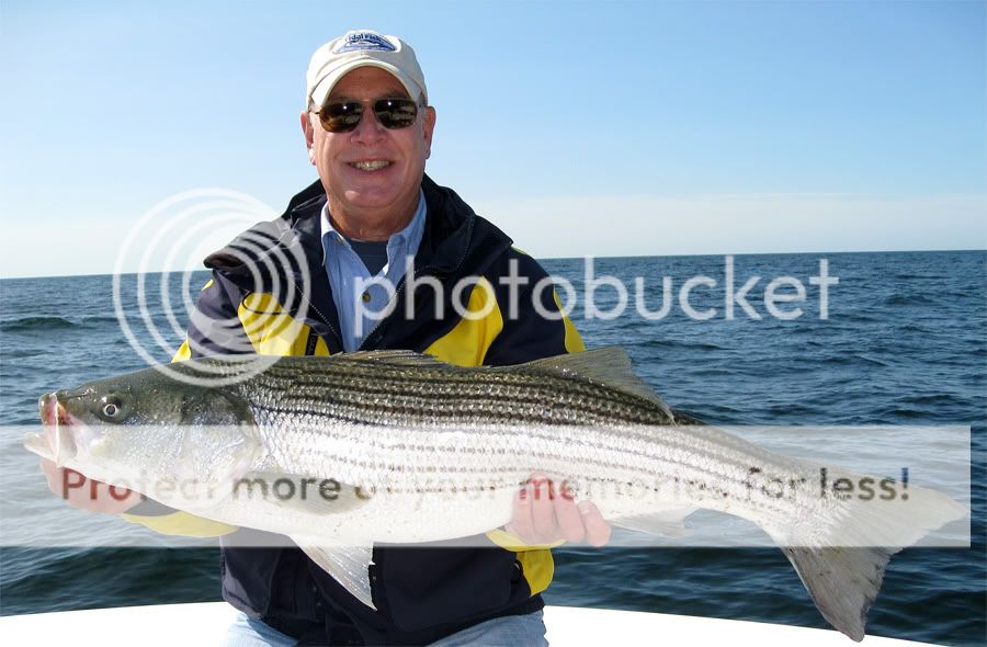 Cape Cod Bass--Simon dukes it out with snakes, Shearwaters and big ...