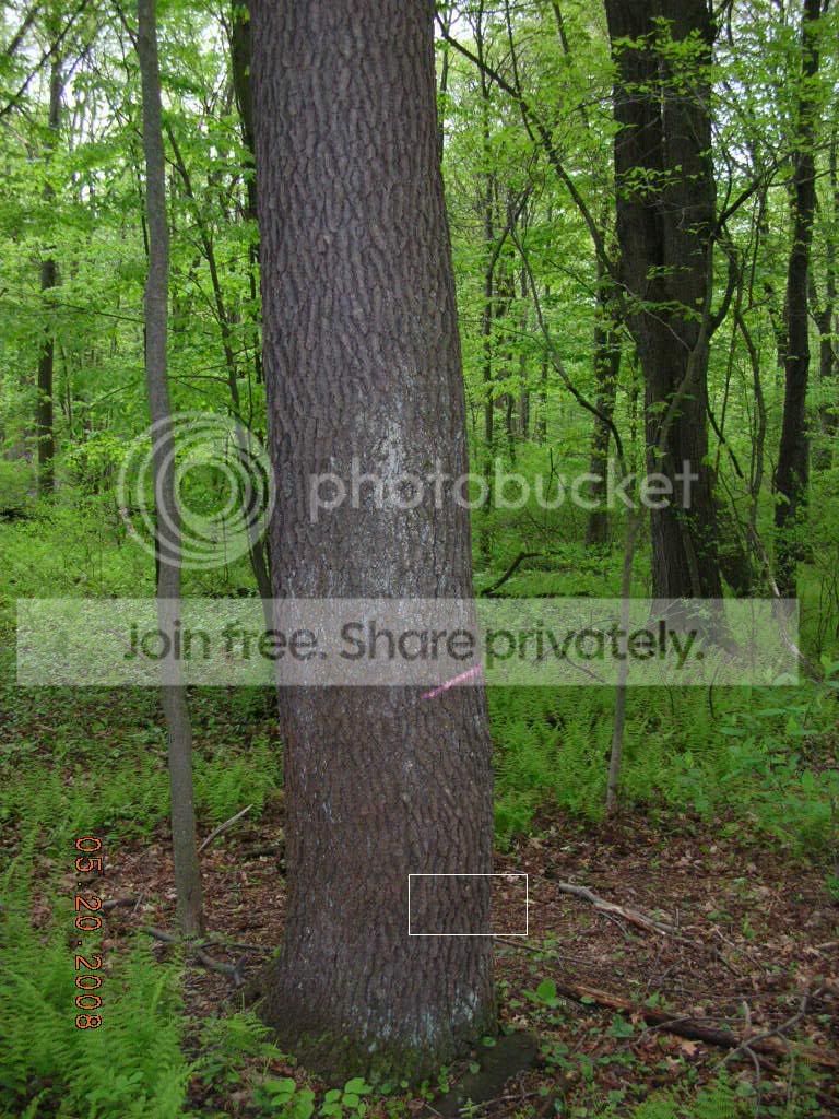 Tree marking ? | Arborist, Chainsaw & Tree Work Forum