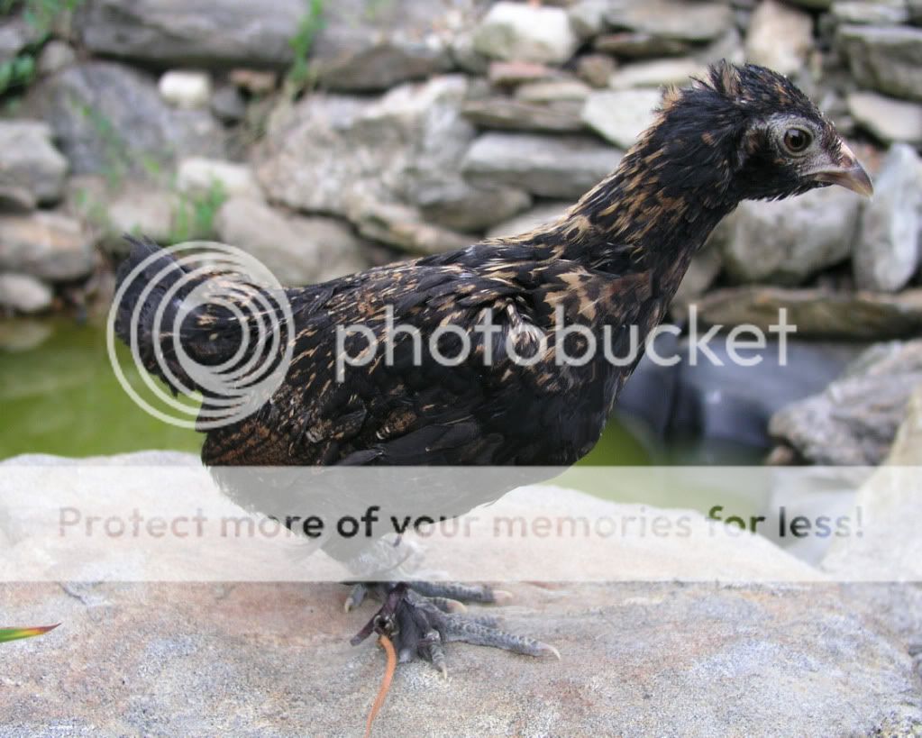 Gynandromorph Chicken | BackYard Chickens - Learn How to Raise Chickens
