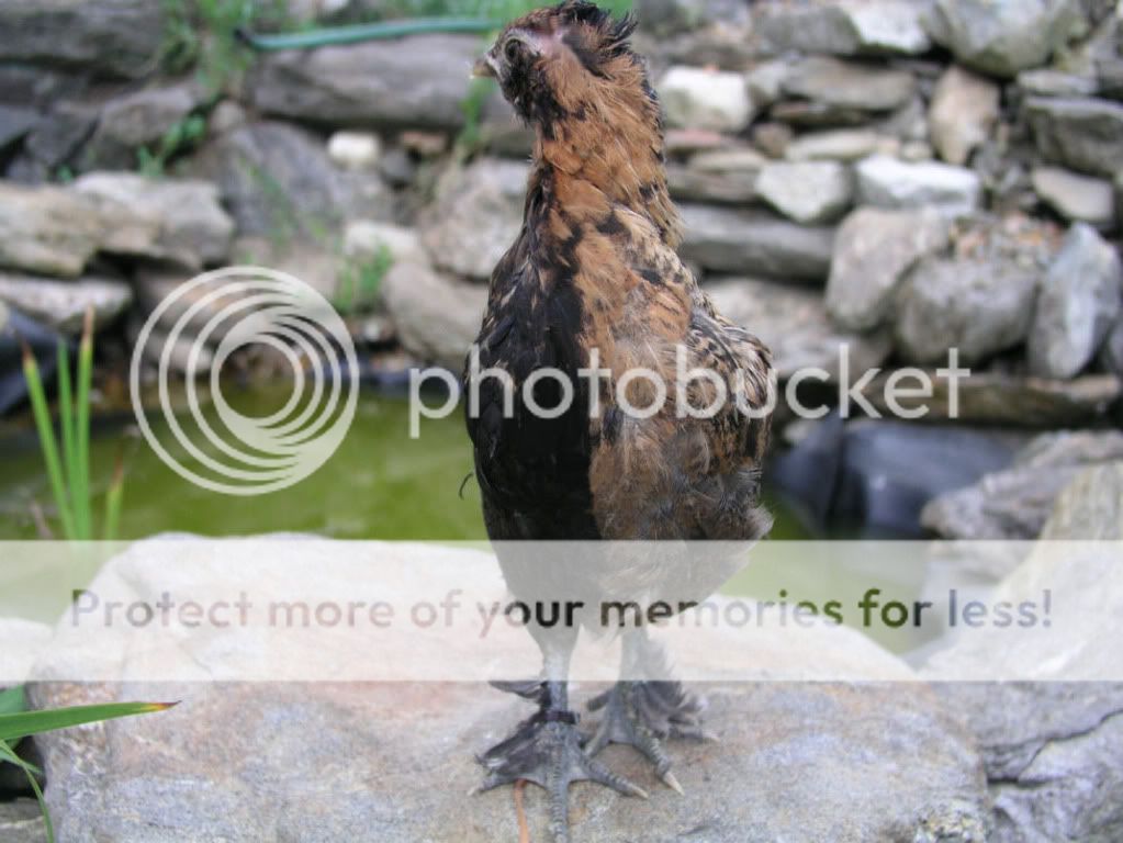 Gynandromorph Chicken | BackYard Chickens - Learn How to Raise Chickens