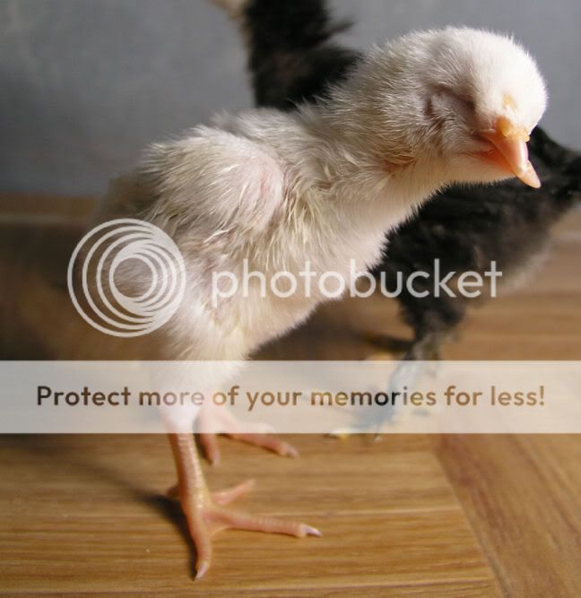 deformed chicks | BackYard Chickens - Learn How to Raise Chickens