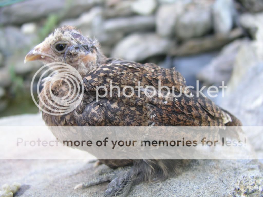 Chimera??? | BackYard Chickens - Learn How to Raise Chickens