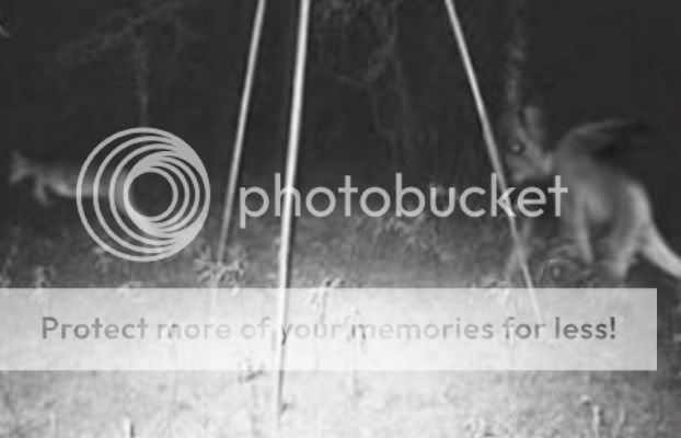 The Jersey Devil caught on trail cam ???? | New Jersey Hunters