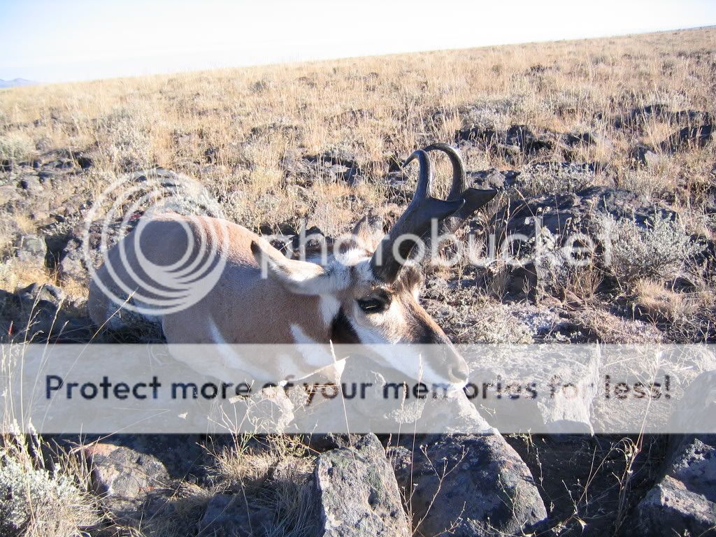 Sleeping Antelope | IFish Fishing Forum