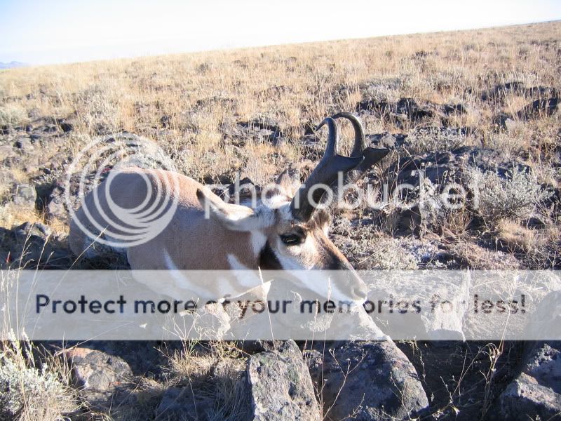 Score my antelope | IFish Fishing Forum