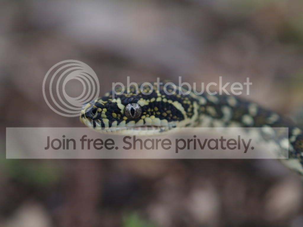 My Diamonds :) | Aussie Pythons & Snakes Forum