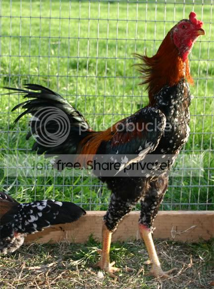 Colorful Crowers | BackYard Chickens - Learn How to Raise Chickens