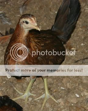 .:*Most Beautiful Bird Contest*:. | BackYard Chickens - Learn How to ...