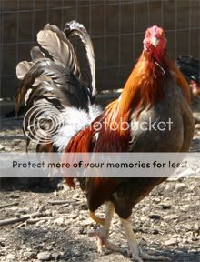 Blue and Splash - an Experiment | BackYard Chickens - Learn How to ...