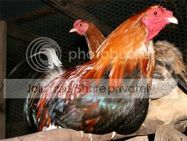 On the Farm: Black and Blue