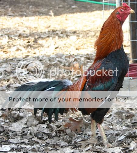 Asils / Aseels | BackYard Chickens - Learn How to Raise Chickens