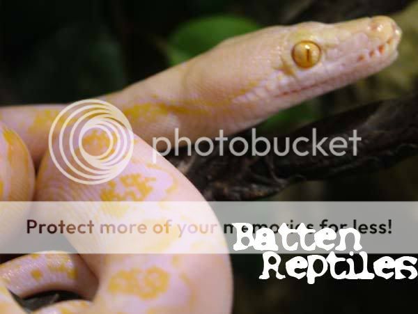 Blonde Reticulated python update | Reptile Forums